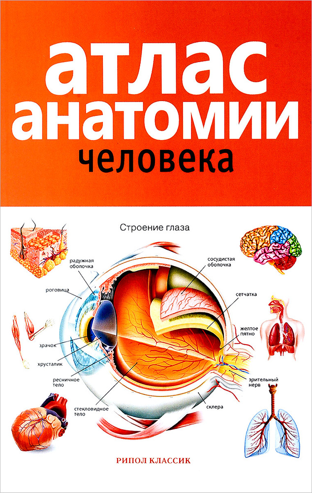 Атлас анатомии человека | Не указано - купить с доставкой по выгодным ...
