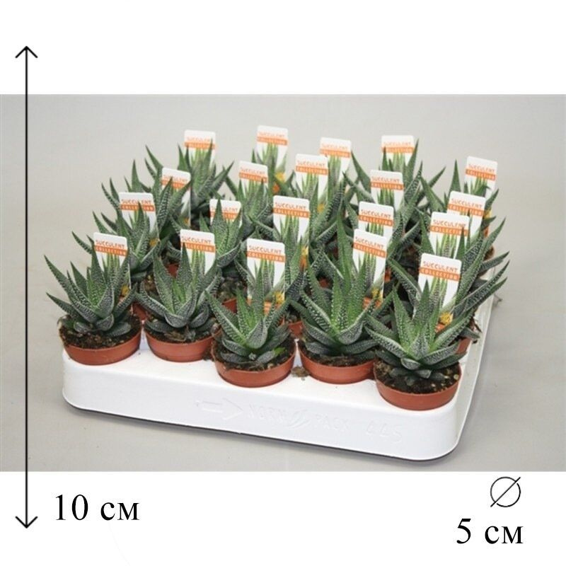 Хавортия фасциата Конколор 5/10, 5 дм, 1 шт - купить по выгодной цене в ...