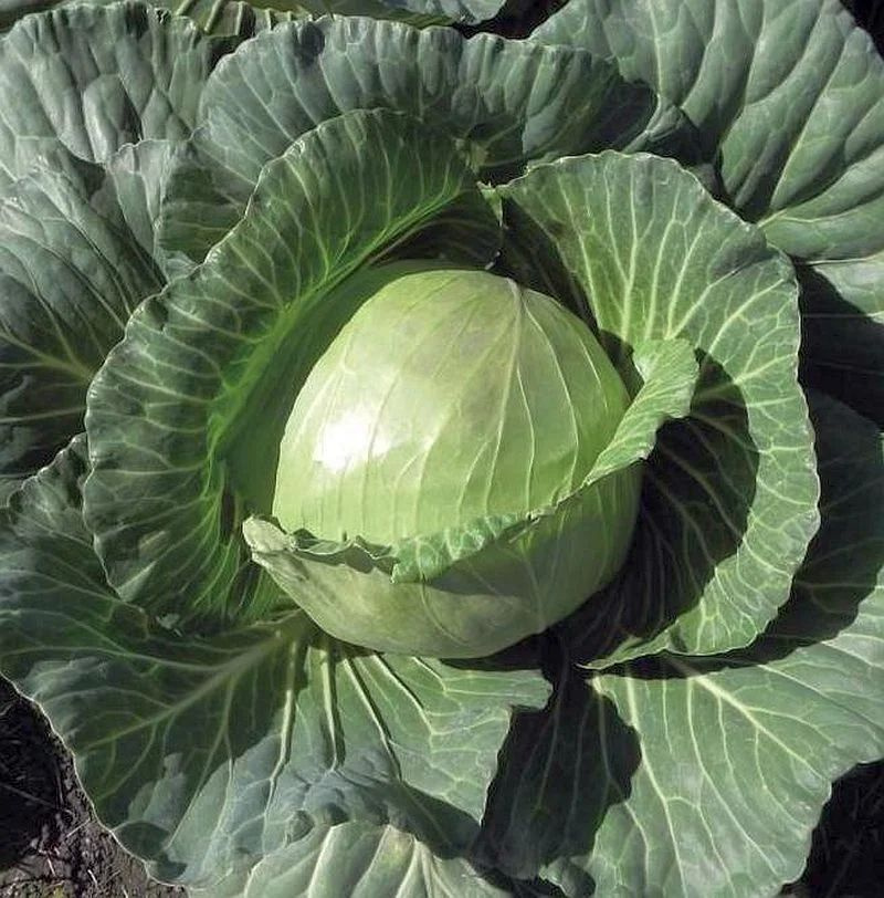 Капуста СуперГрядка плант-семена0512-30 - купить по выгодным ценам в ...