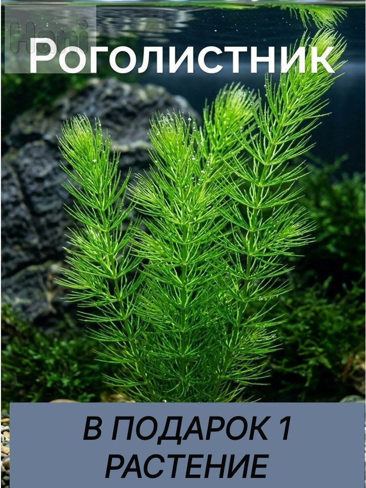 Растения для аквариума живые. Роголистник. 3 ветки. купить на OZON по ...