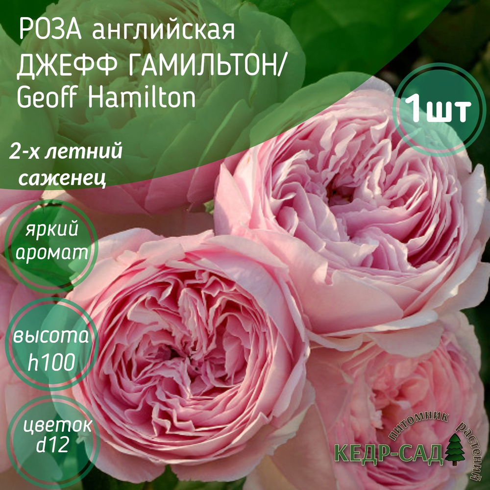 Роза английская/ДЖЕФФ ГАМИЛЬТОН, Geoff Hamilton/саженцы роз,многолетние ...
