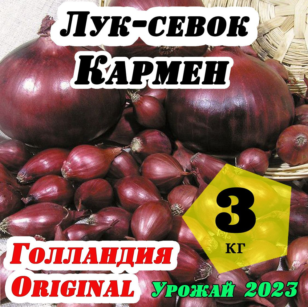 Лук, Лук севок Лук севок Кармен Голландия - купить по выгодным ценам в ...