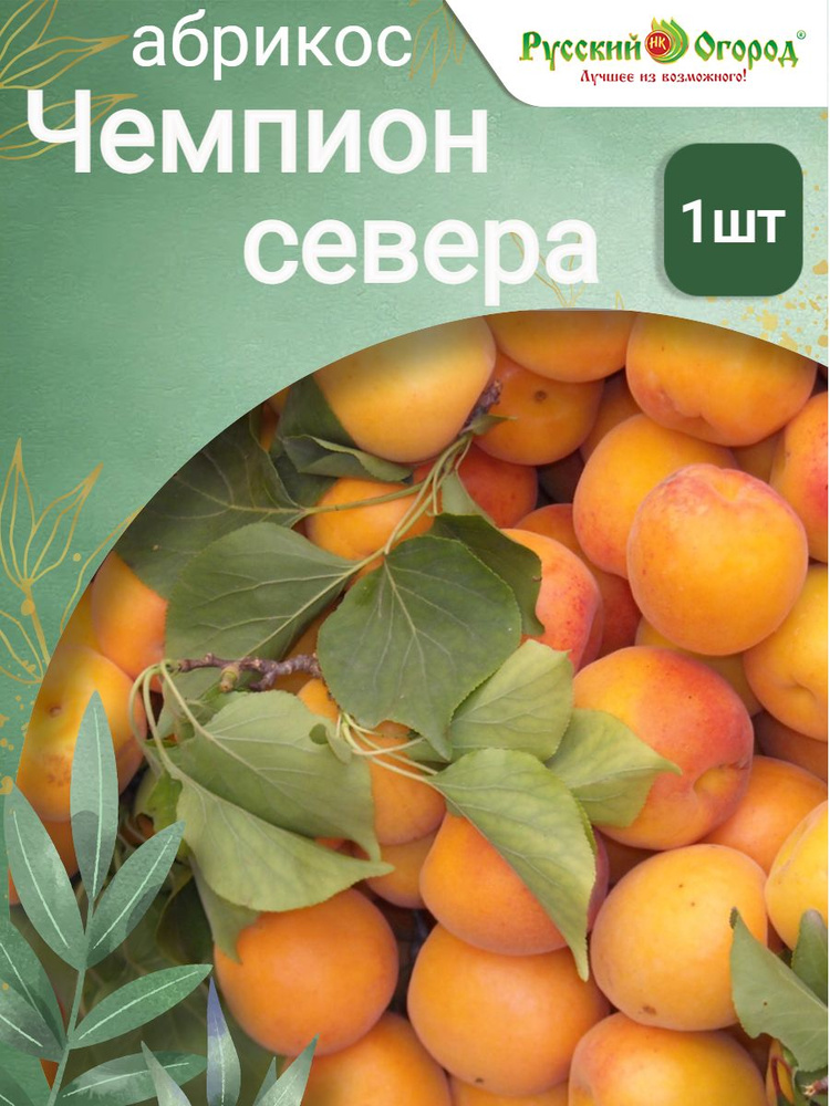Абрикос Чемпион Севера купить на OZON по низкой цене (1967122426)