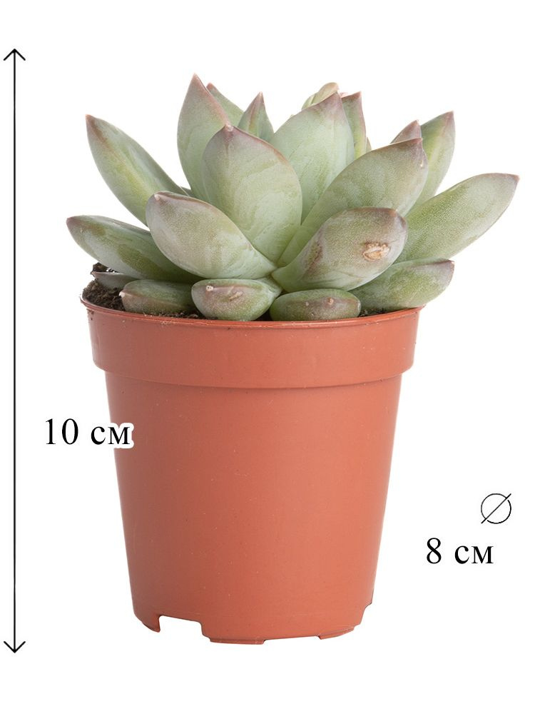 Эхеверия Ригель 7.9/9.9 см купить на OZON по низкой цене (3176197886)