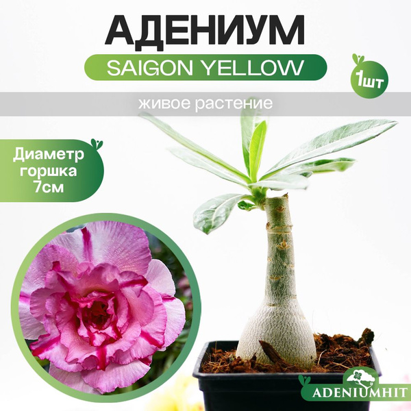 Адениум Saigon Yellow / Живое растение Adenium Obesum, D7см купить на ...