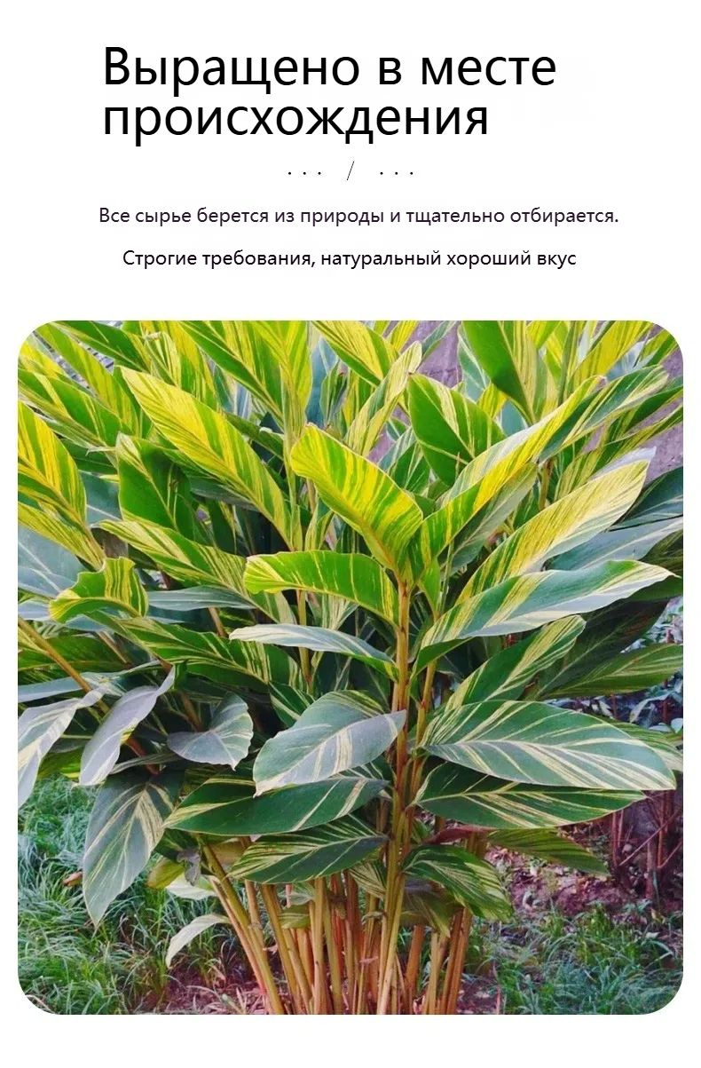 Эксклюзивная приправа для тушения с малым галангалом 80 г 2 банки ...