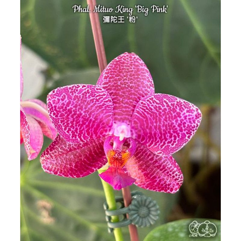 Орхидея фаленопсис живая подросток Phal. Mituo King 'Big Pink' купить ...