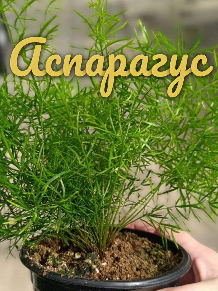 Аспарагус d12 купить на OZON по низкой цене (2679662874)