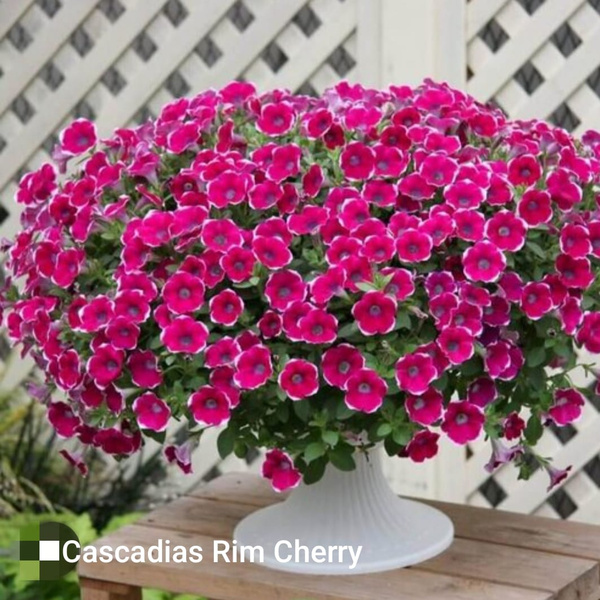 Петунья Cascadias Rim Cherry купить на OZON по низкой цене (2968547994)