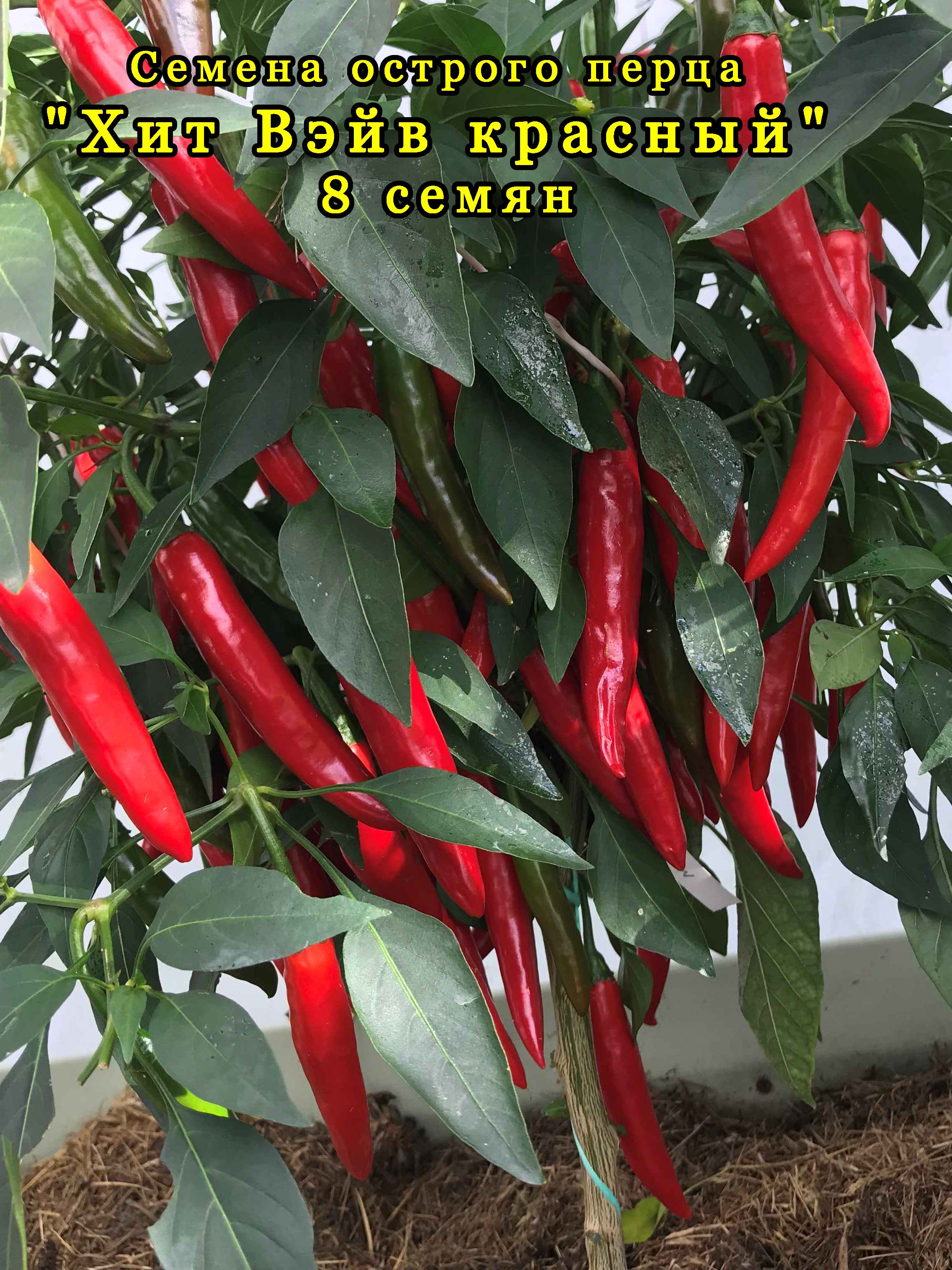 Перец острый Острый перец_красный - купить с бесплатной доставкой в ...
