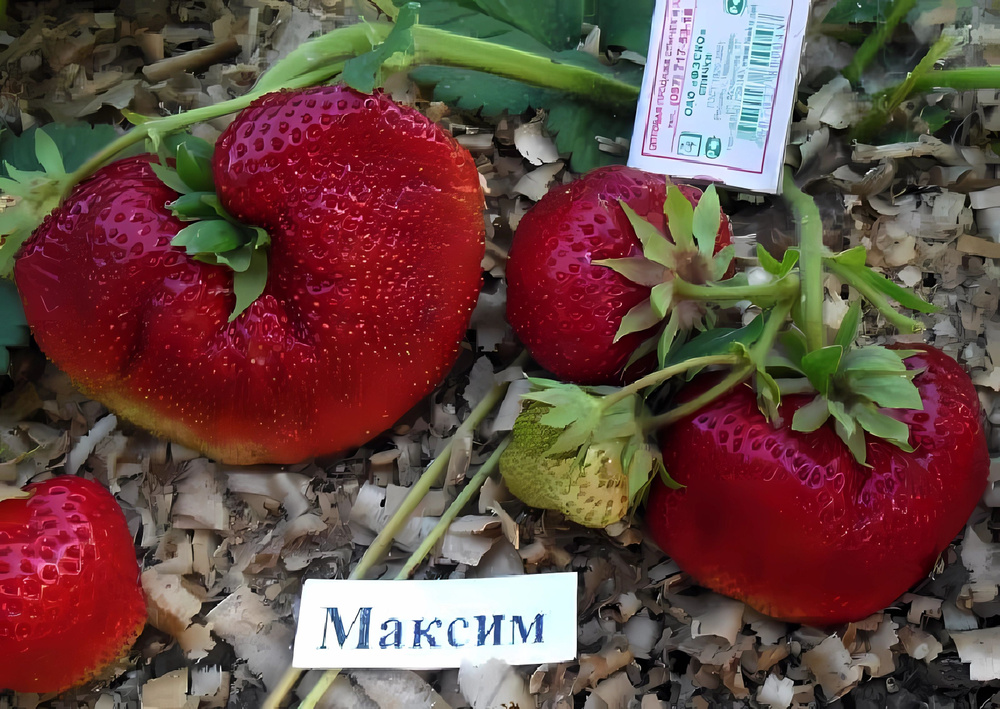 Рассада Земляника (Клубника) Садовая Гигантелла Максим, P8 (8х8х7см ...