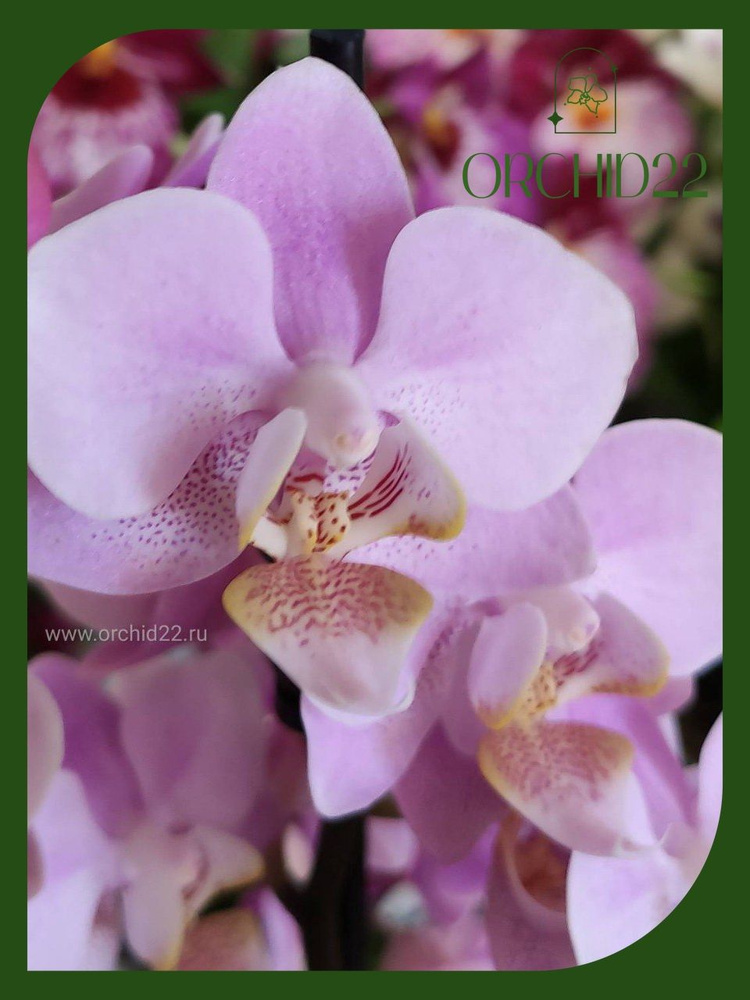 Орхидея Phalaenopsis Beaution, multiflora (отцвел) d-12см купить на ...