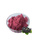 Экстракт черноплодной рябины Порошок 100 г Extract of Black Fruit ...