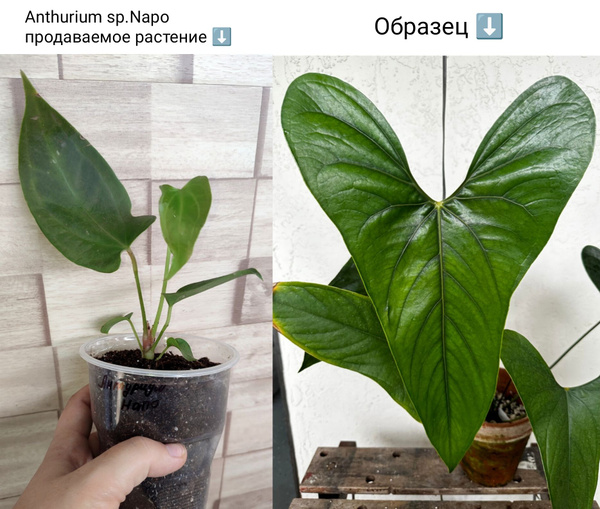 Редкий Антуриум Напо /Anthurium sp.Napo (детка с фото 1-5) купить на ...