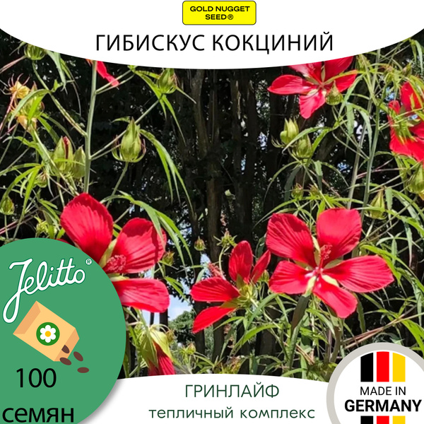 Jelitto Гибискус кокциний - купить с бесплатной доставкой в OZON ...