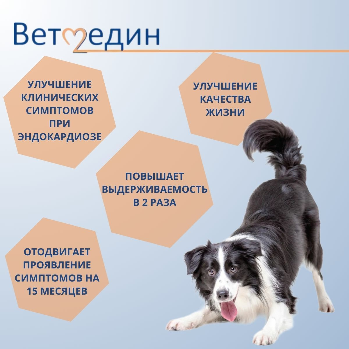 Ветмедин S 50 табл. по 1,25мг - купить с доставкой по выгодным ценам в ...
