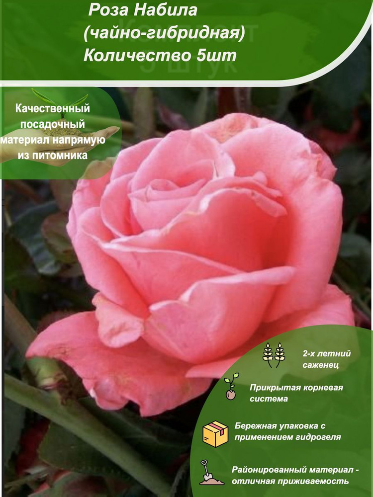 Посадочный материал. 5шт / Роза Набила(чайно-гибридная) для посадки в ...