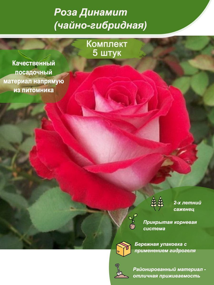 Посадочный материал. 5шт / Роза Динамит(чайно-гибридная) для посадки в ...