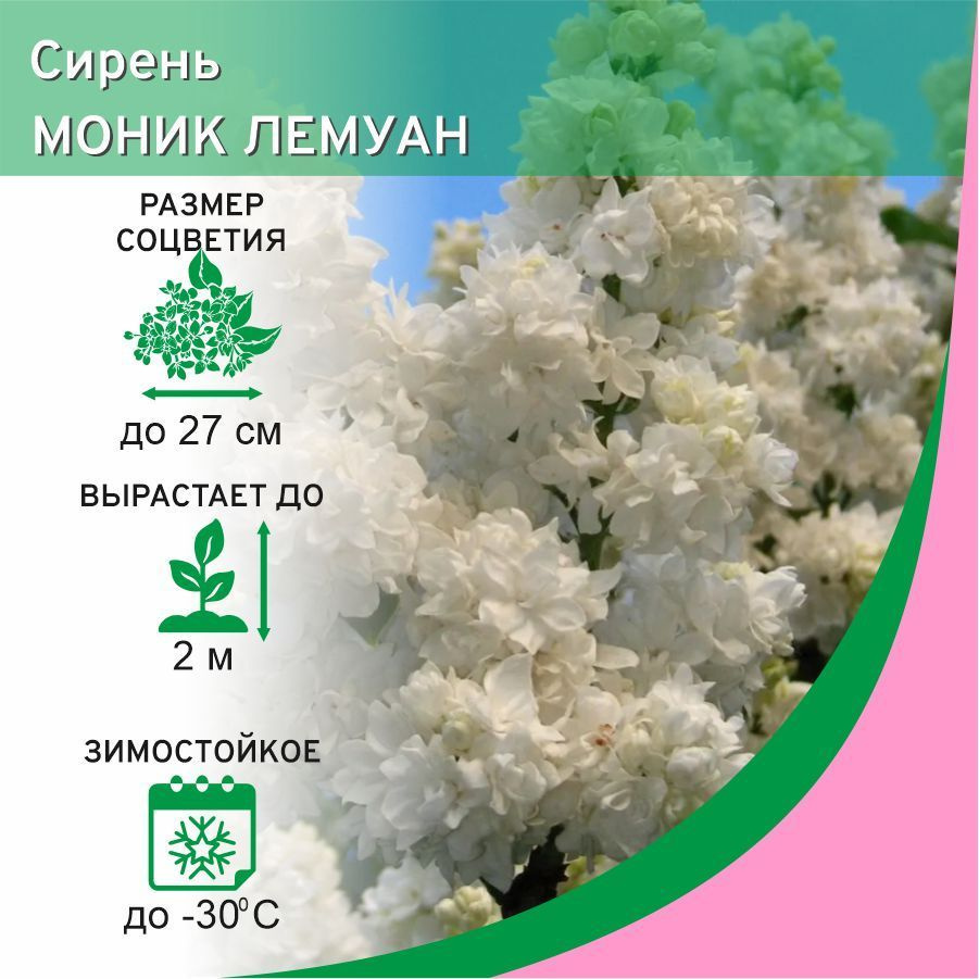 Сирень МОНИК ЛЕМУАН саженец 3 л купить на OZON по низкой цене (1751086229)