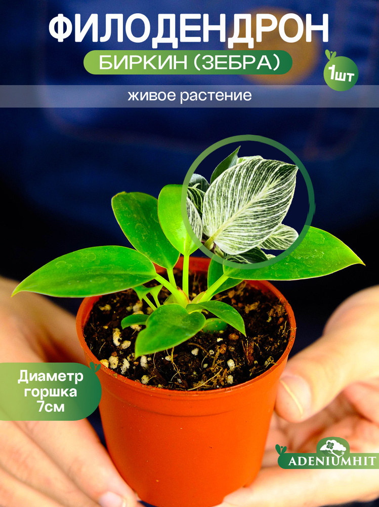 Филодендрон Биркин (Зебра) / Живое растение Philodendron Birkin Zebra в ...