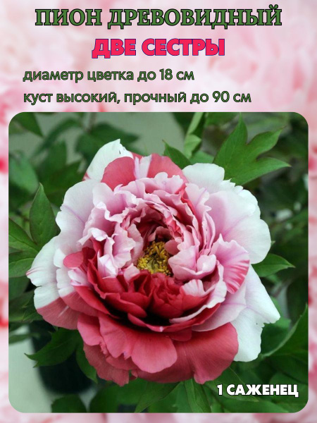Пион древовидный Две сестры, 1 штука купить на OZON по низкой цене ...
