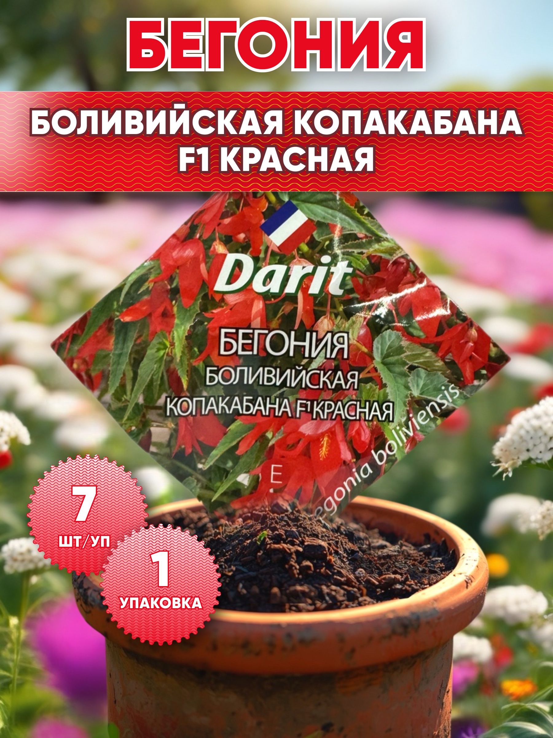 Бегония Darit 19960, 3 г - купить с бесплатной доставкой в OZON ...