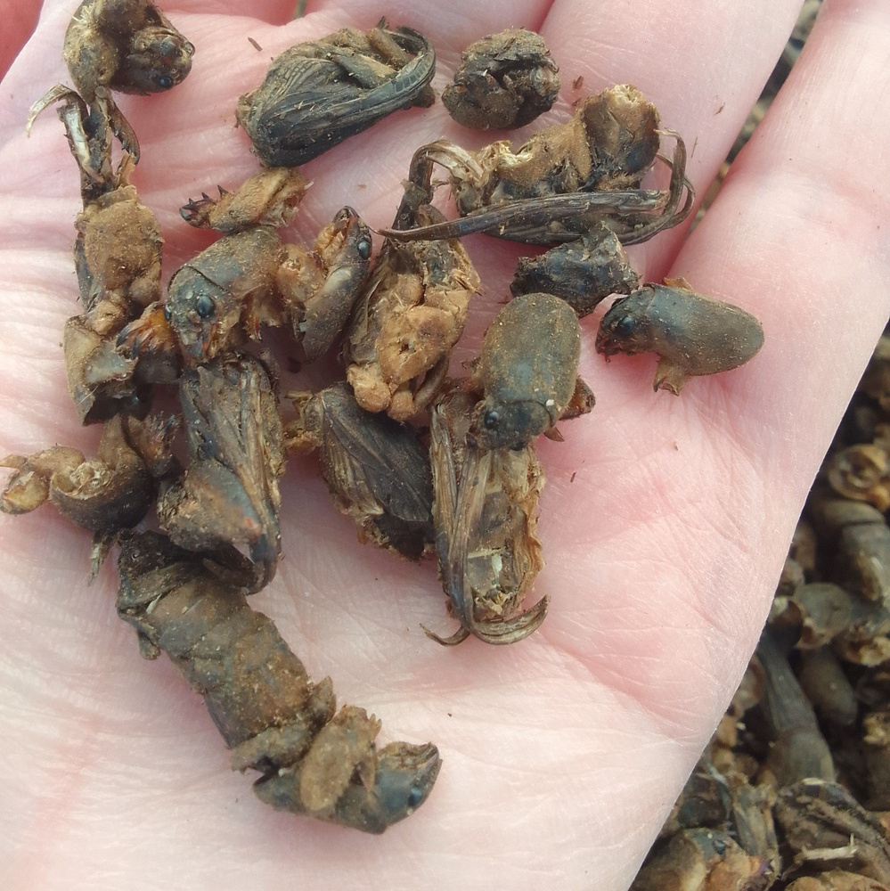 Медведка сушеная (60гр.) "Азиатская" - купить с доставкой по выгодным ...