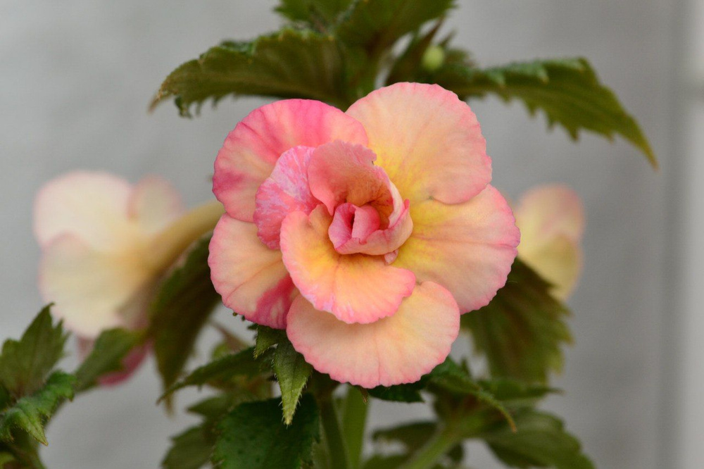 Ахименес Cytro 1 шт. купить на OZON по низкой цене (1628839828)