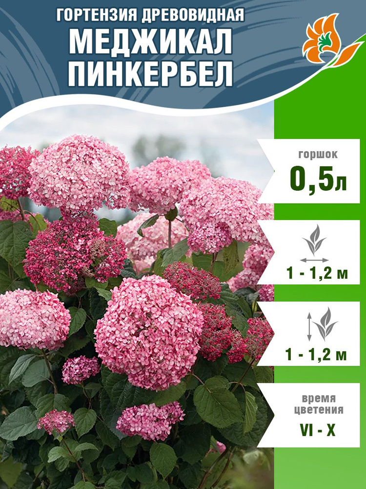 Саженец гортензии Мэджикал Пинкербелл / Magical Pinkerbell древовидная ...