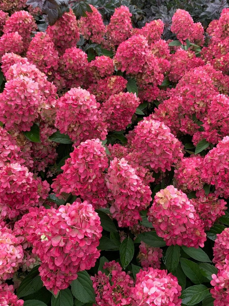 Метельчатая гортензия Бонфайер - Hydrangea paniculata Bonfire ...