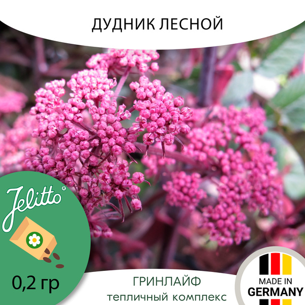 Jelitto Дудник лесной_AA518, 0.2 г - купить с бесплатной доставкой в ...