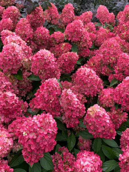 Метельчатая гортензия Бонфайер - Hydrangea paniculata Bonfire ...