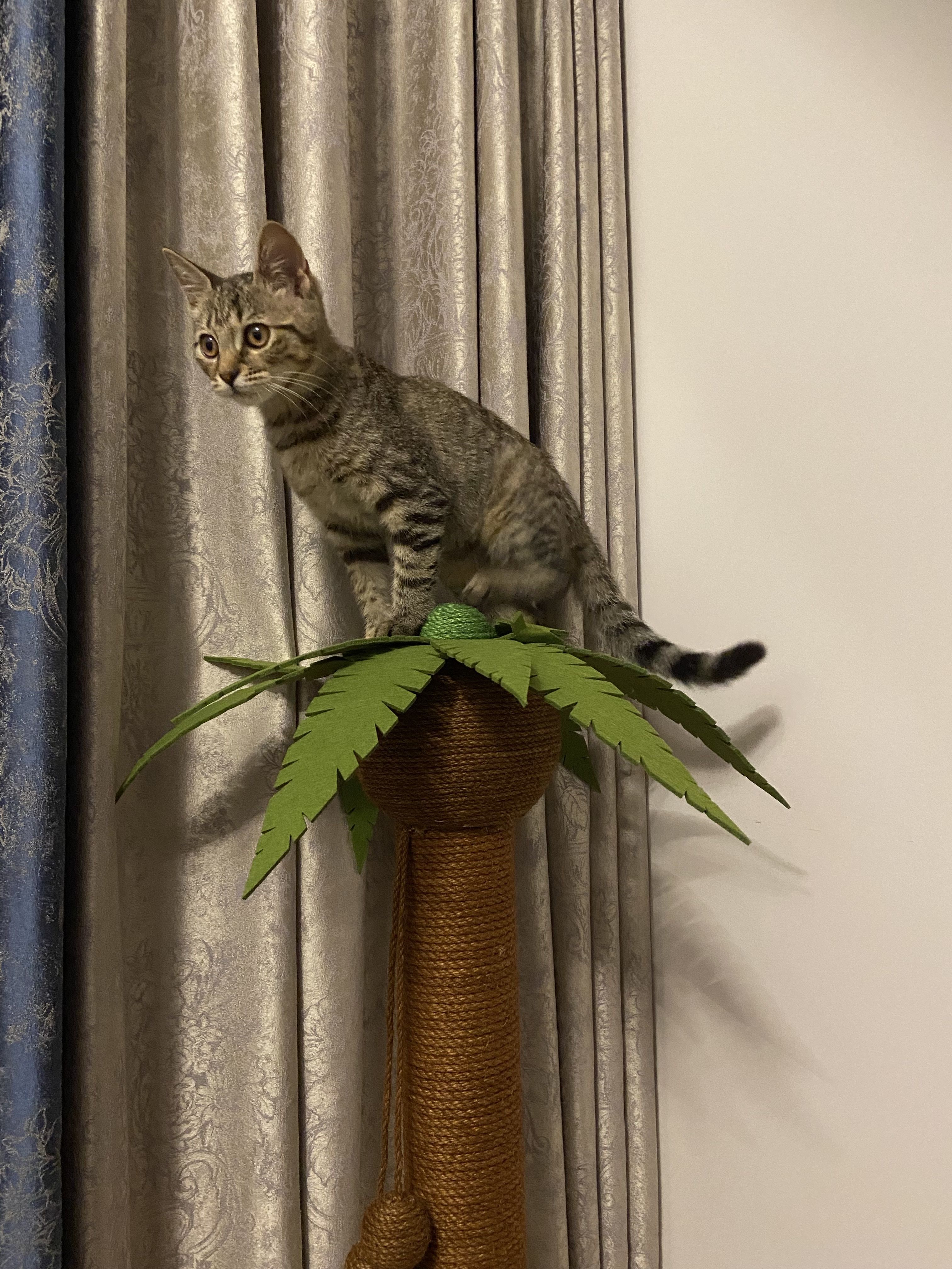 Кошачий домик-Кошачья когтеточка - купить с доставкой по выгодным ценам ...