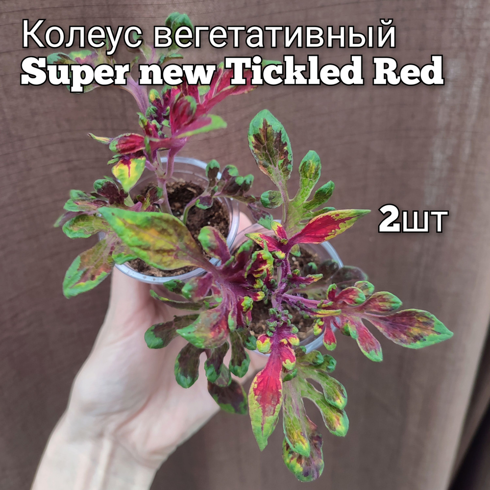 Колеус рассада вегетативный Tickled Red саженец 2шт - купить с ...
