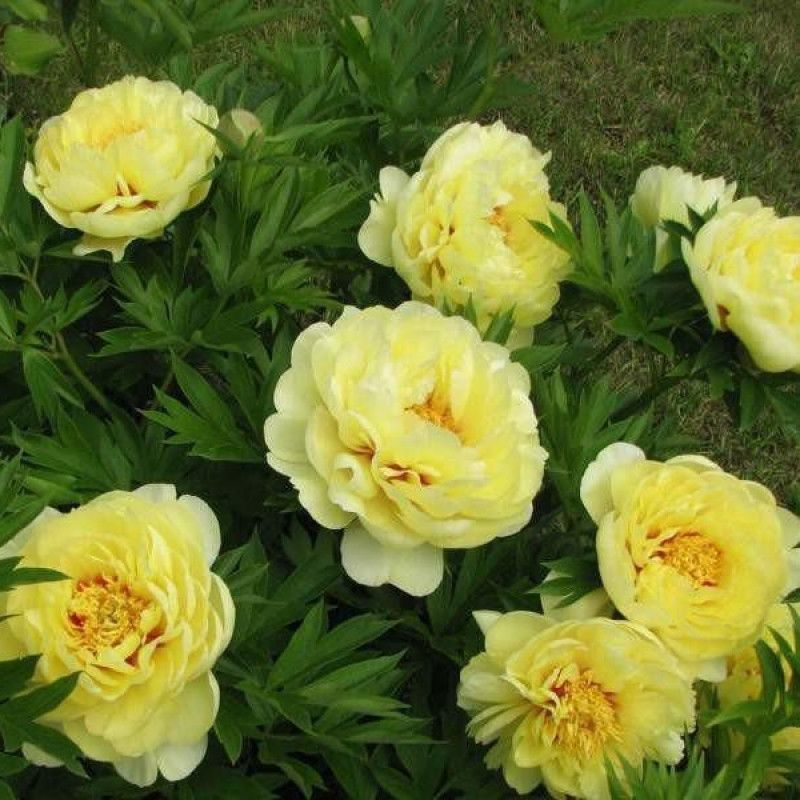 ИТО Пион Золотая корона(Golden Crown) в горшке 2л купить на OZON по ...