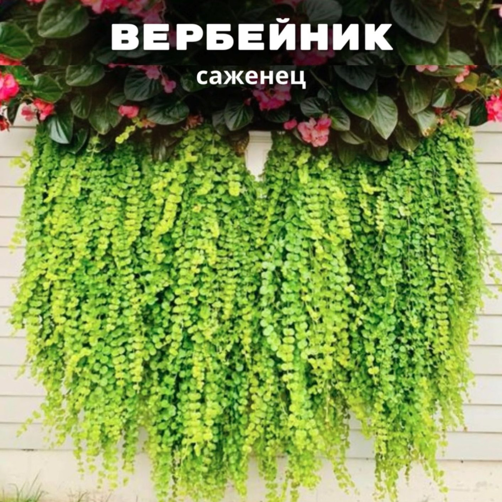 Вербейник монетчатый / саженец в горшке / 1 штука - купить с доставкой ...