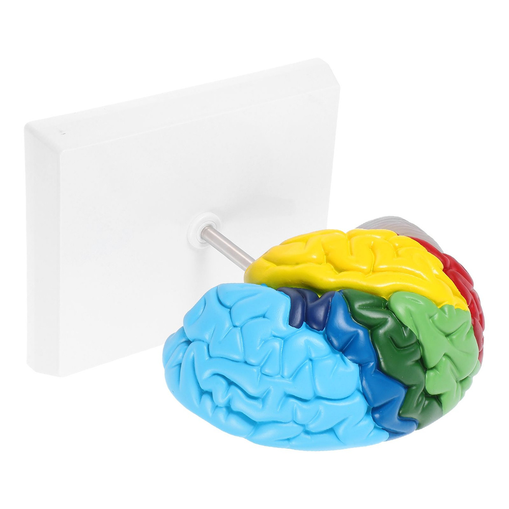 Воссоздание анатомии головного мозга в натуральную величину для преподавания биологии, 16.00x11 ...