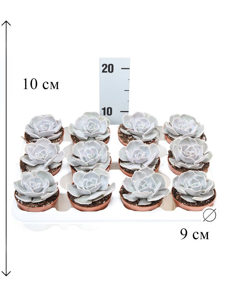 Эхеверия Поллюкс 9/10 см купить на OZON по низкой цене (3176149394)