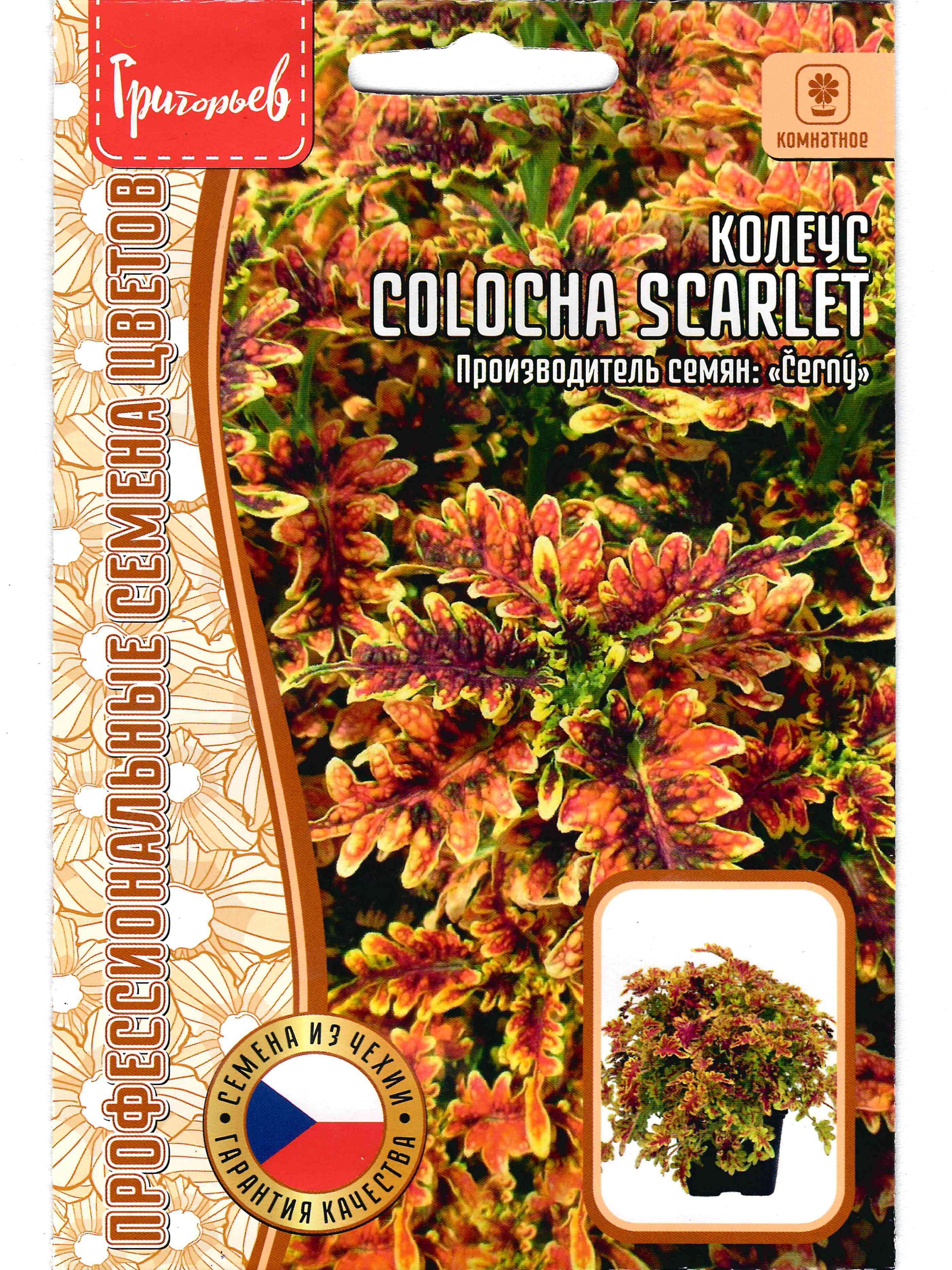 Колеус Григорьев Colocha scarlet - купить с бесплатной доставкой в OZON ...