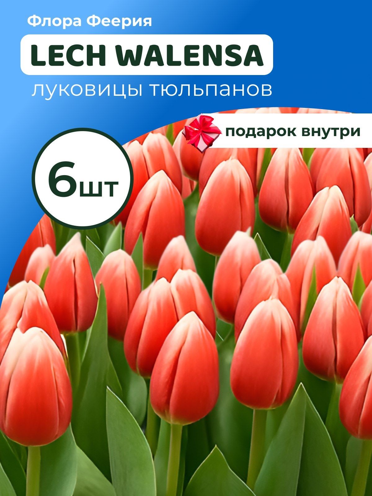 Лех Валенса луковицы тюльпанов купить на OZON по низкой цене (2996928368)