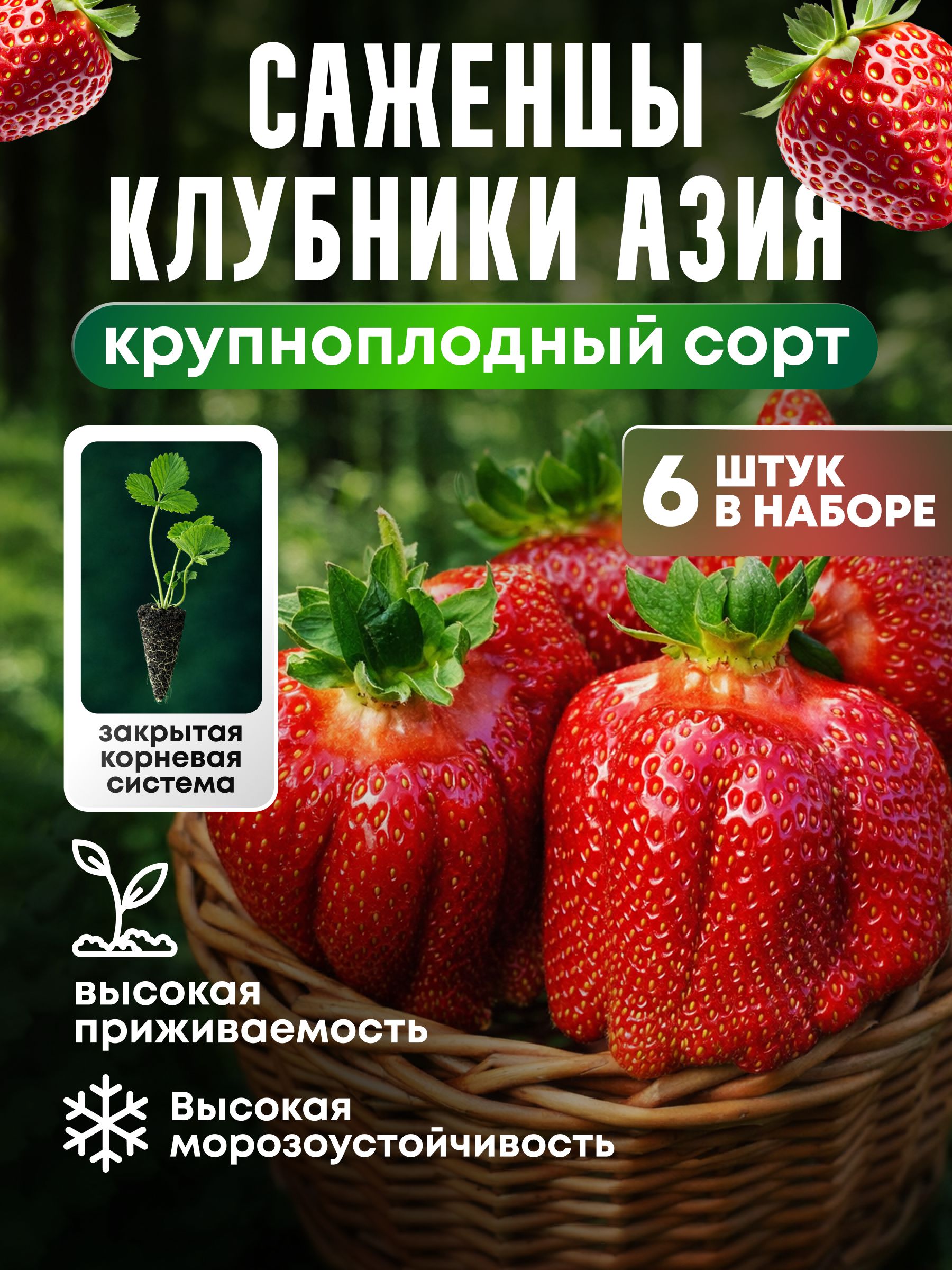 Набор саженцев клубники "Азия" купить на OZON по низкой цене (3663342771)