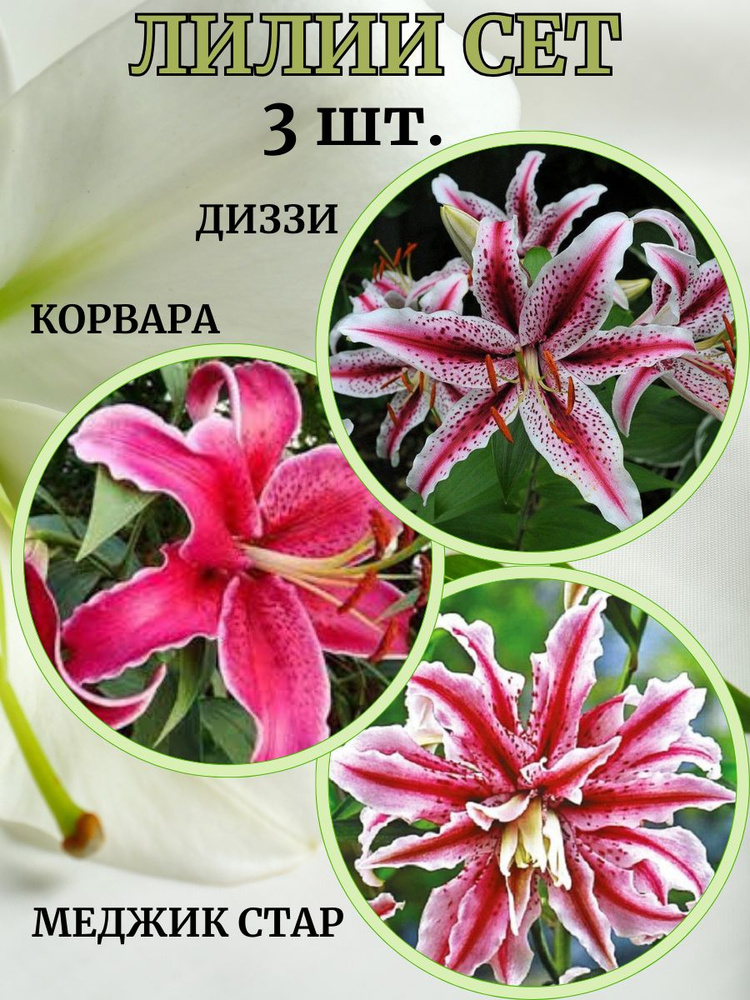 Луковицы Лилии Magic Garden купить по выгодной цене в интернет-магазине ...