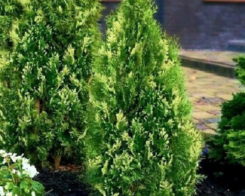 Туя западная Смарагд Вариегета, С2, ЗКС - купить с доставкой по ...