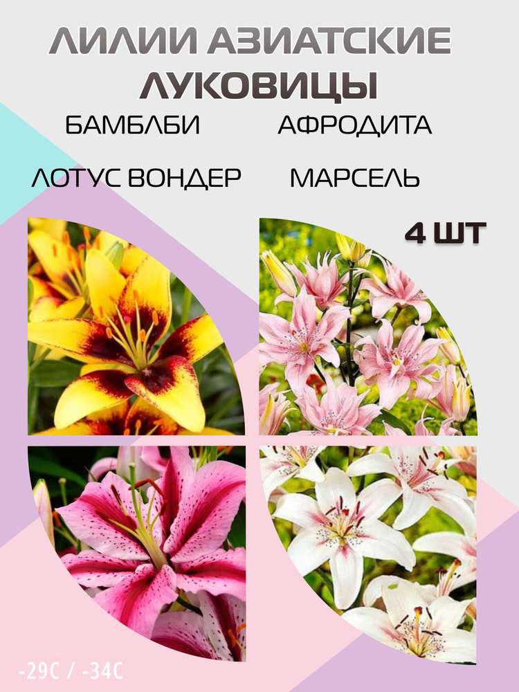 Сет лилии азиатская , многолетние цветы для сада и дачи, 4 луковицы ...