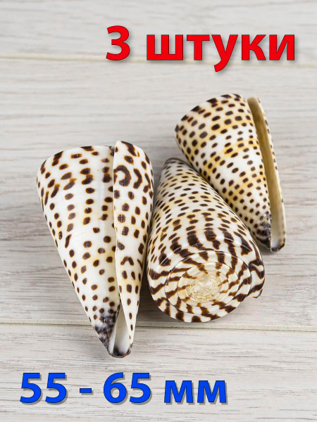 3 шт. Ракушки Конус литтератус микс - Conus litteratus купить на OZON ...
