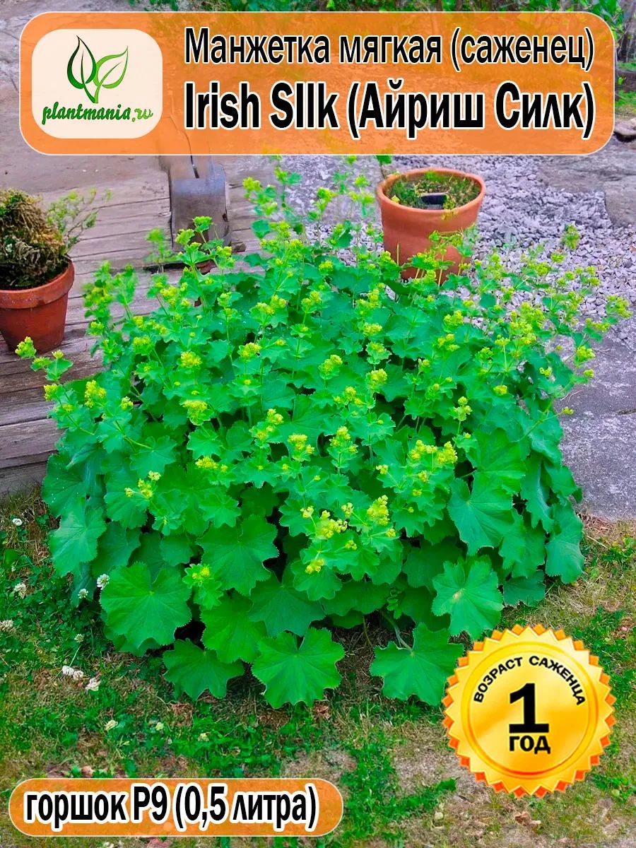 Саженец Манжетки мягкой Irish SIlk (Айриш Силк) P9 купить на OZON по ...