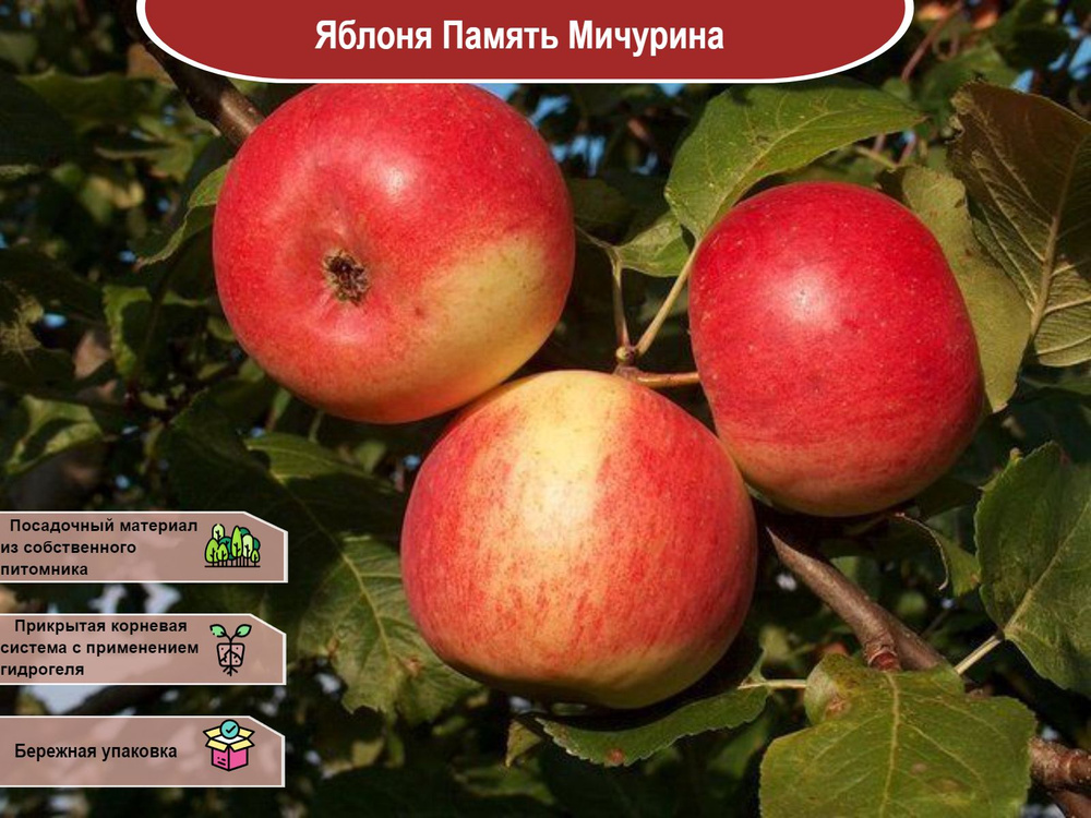 Яблоня Память Мичурина - купить с доставкой по выгодным ценам в ...