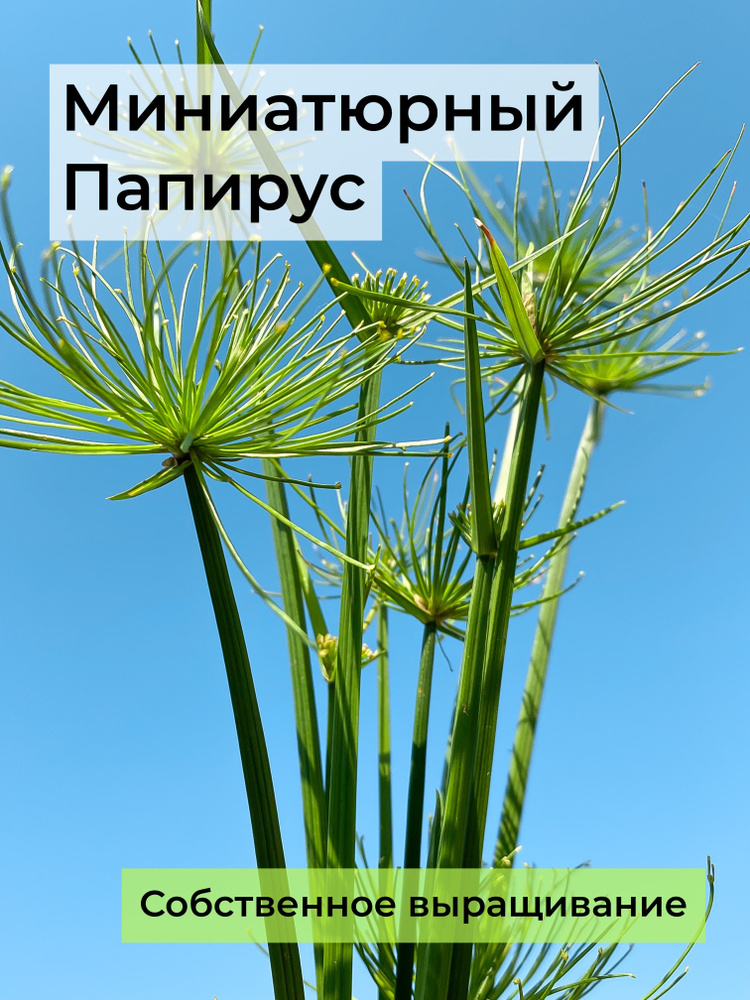 Карликовый Папирус Нанус (Cyperus Papyrus Nanus) купить на OZON по ...