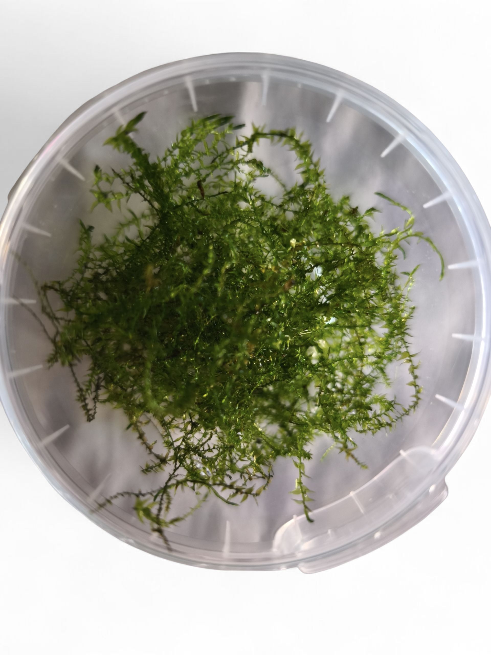 Аквариумный мох "Стринги" (Stringy Moss). Живое аквариумное растение. купить на OZON по низкой ...