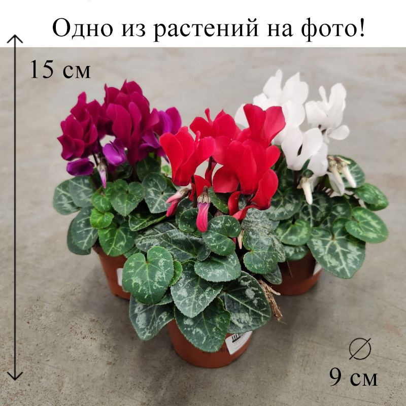 Цикламен Мини Микс D-9 см, 9 дм, 1 шт - купить по выгодной цене в ...